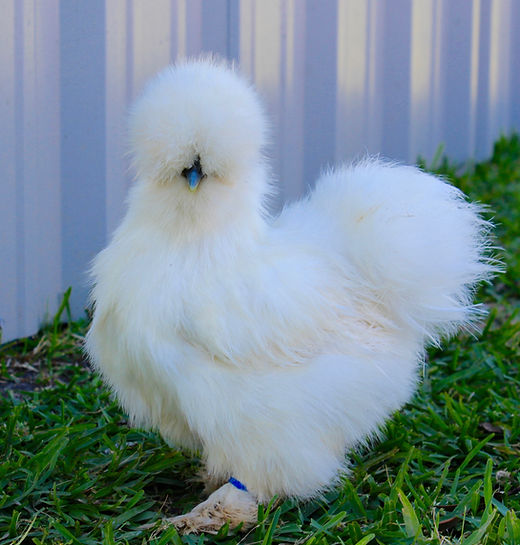 Chicks for Sale – AZ Silkies & Seramas