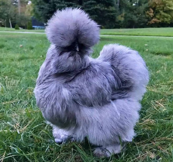 Silkies for Sale – AZ Silkies & Seramas