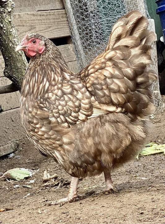 Chicks for Sale – AZ Silkies & Seramas